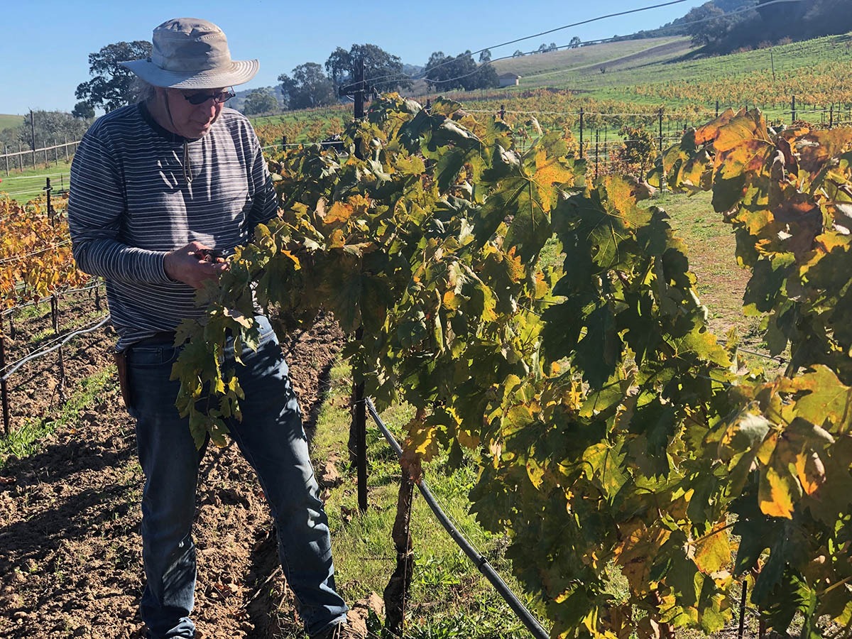 The Wild King (Pt 2): The Coming of Randall – Lumen Wines